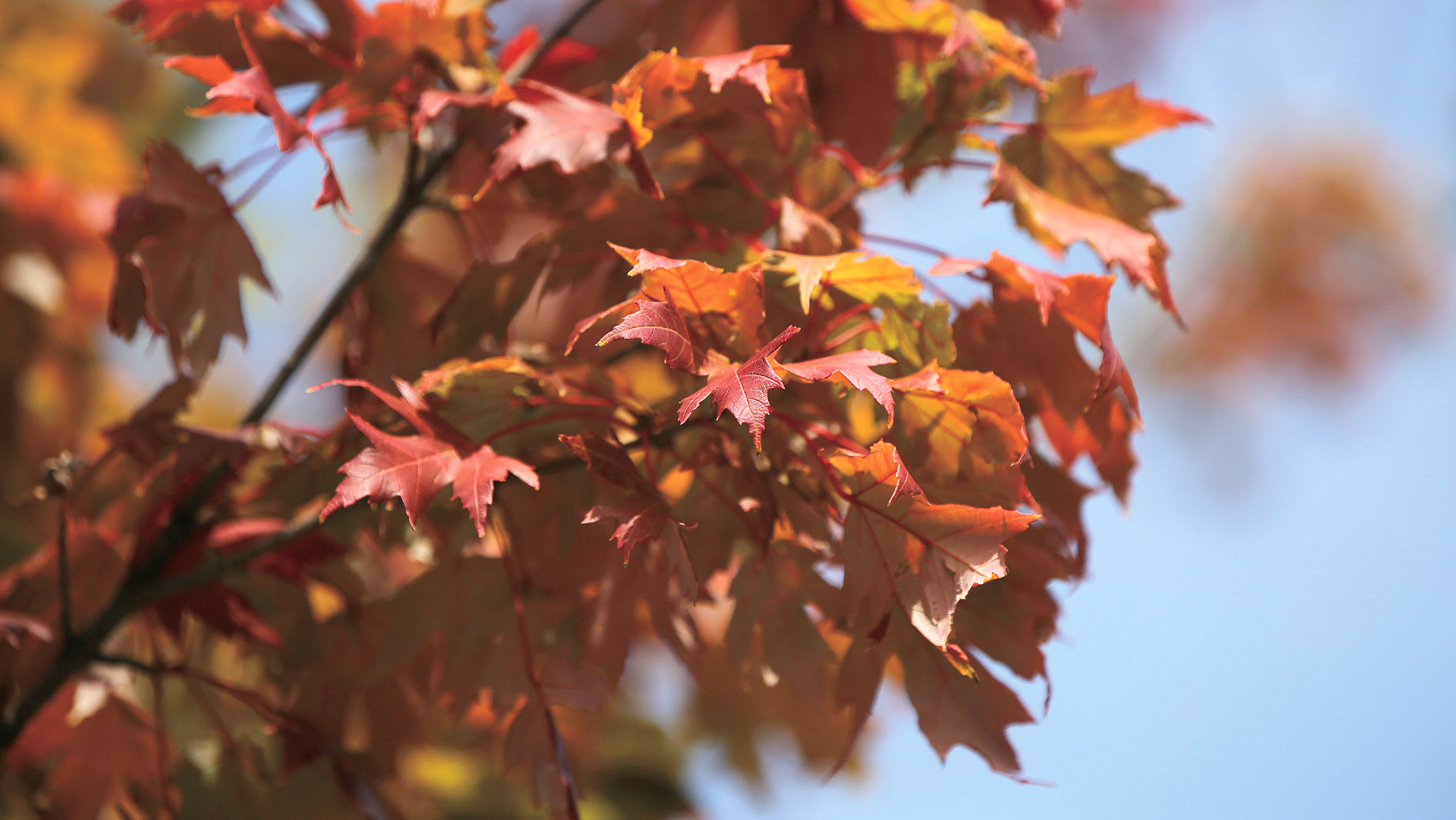 cpbc News : [독자마당] 겨울나무