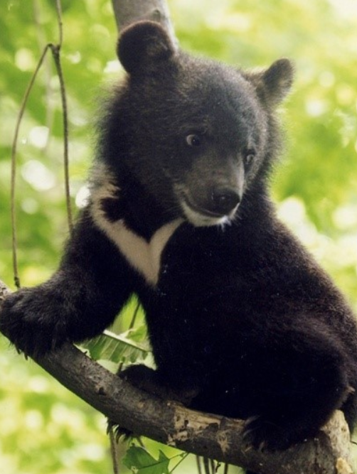 cpbc News : "반다비 살리려면 주민 인식 전환 필요"