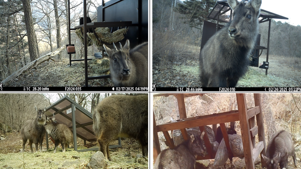 cpbc News : 산양 폐사 96% 감소…정부 보호대책에 평균 수준 회복