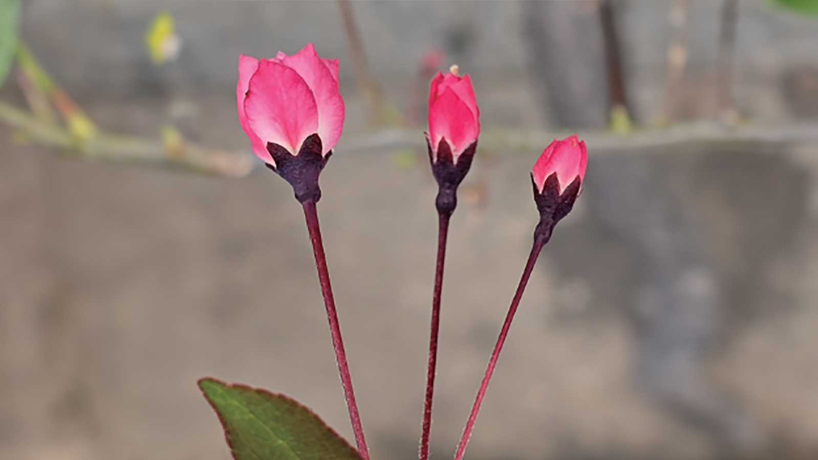 cpbc News : 진정한 기적